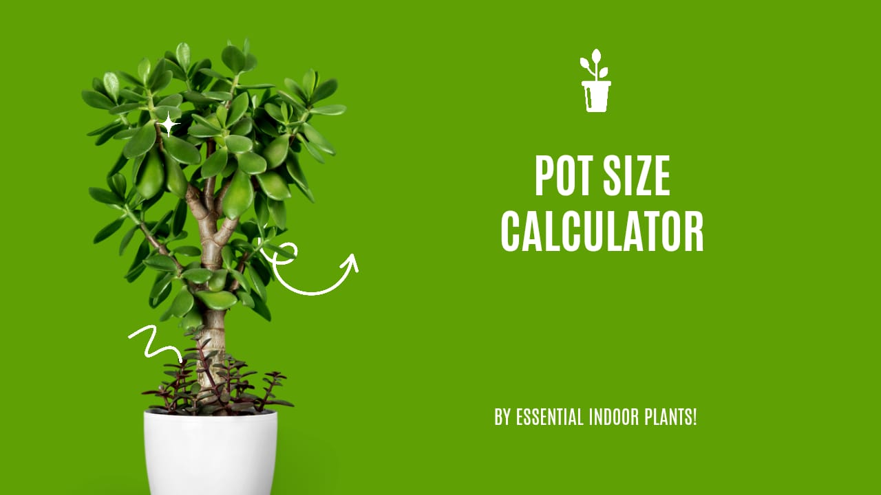 Find Perfect Pot Size for Plants