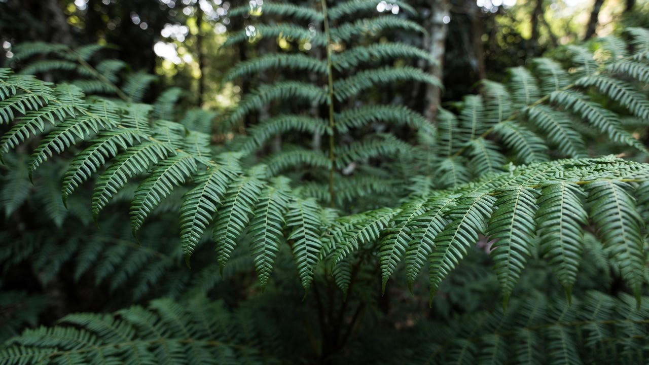 Macho Fern Spacing: Indoor Distance for Fuller Growth