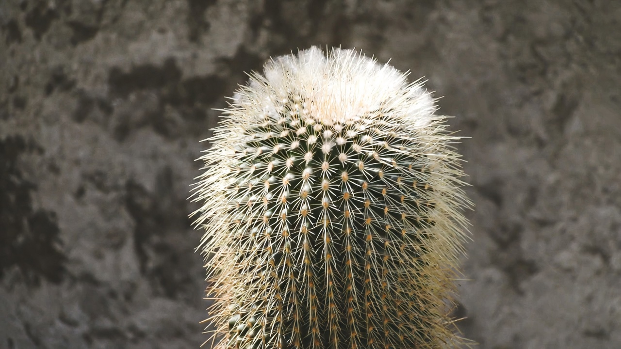 Cuddly Cactus: Safe, Soft Cacti for Indoors