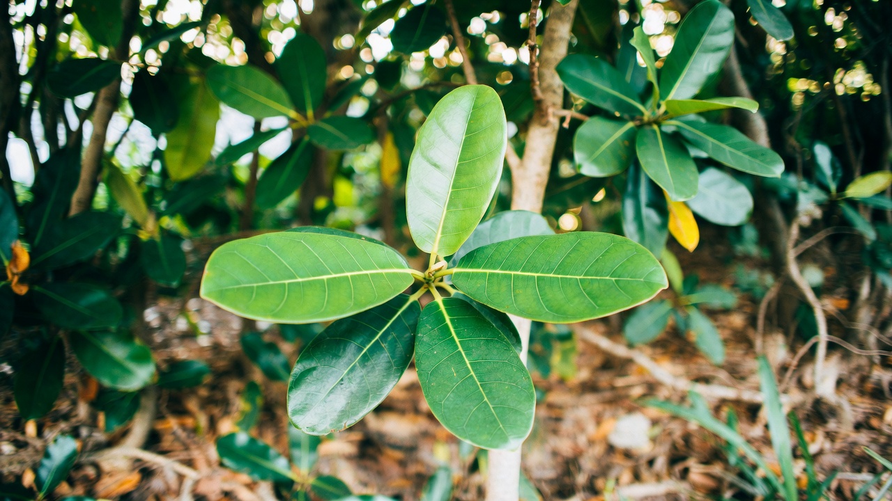 How to Care for Ficus Pandurata: Expert Tips & Guide